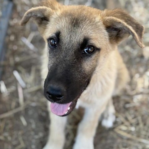 Adopt Teddy Graham Huck Today - Pets TheCountyOffice