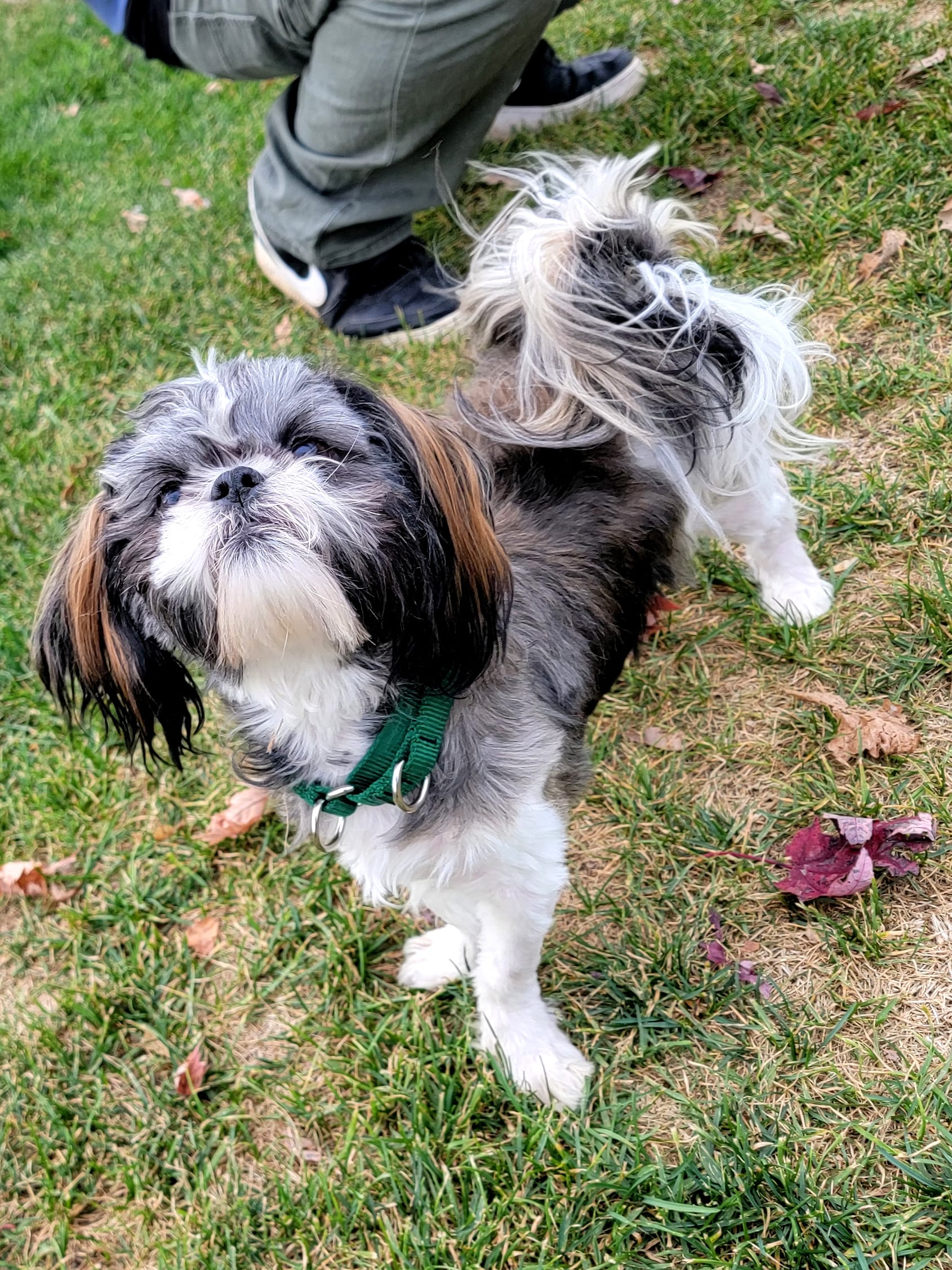 Adopt Jaxon Today - Pets TheCountyOffice