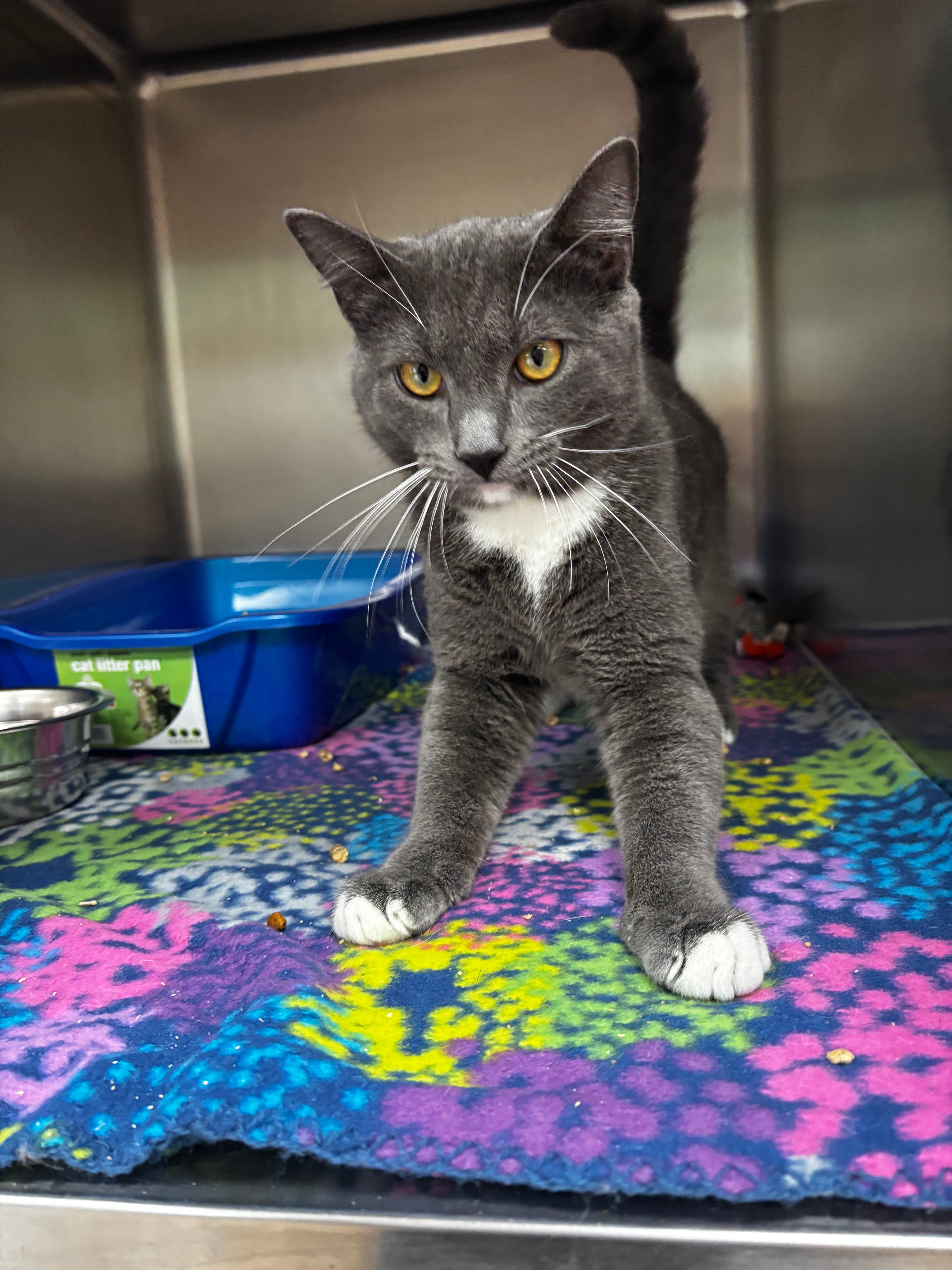 Adopt Maitake Today - Find Paw Pal