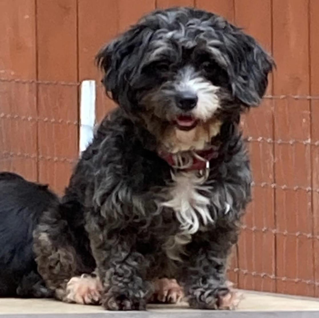 Adopt Lola Louise (aka Lulu) Today - Find Paw Pal