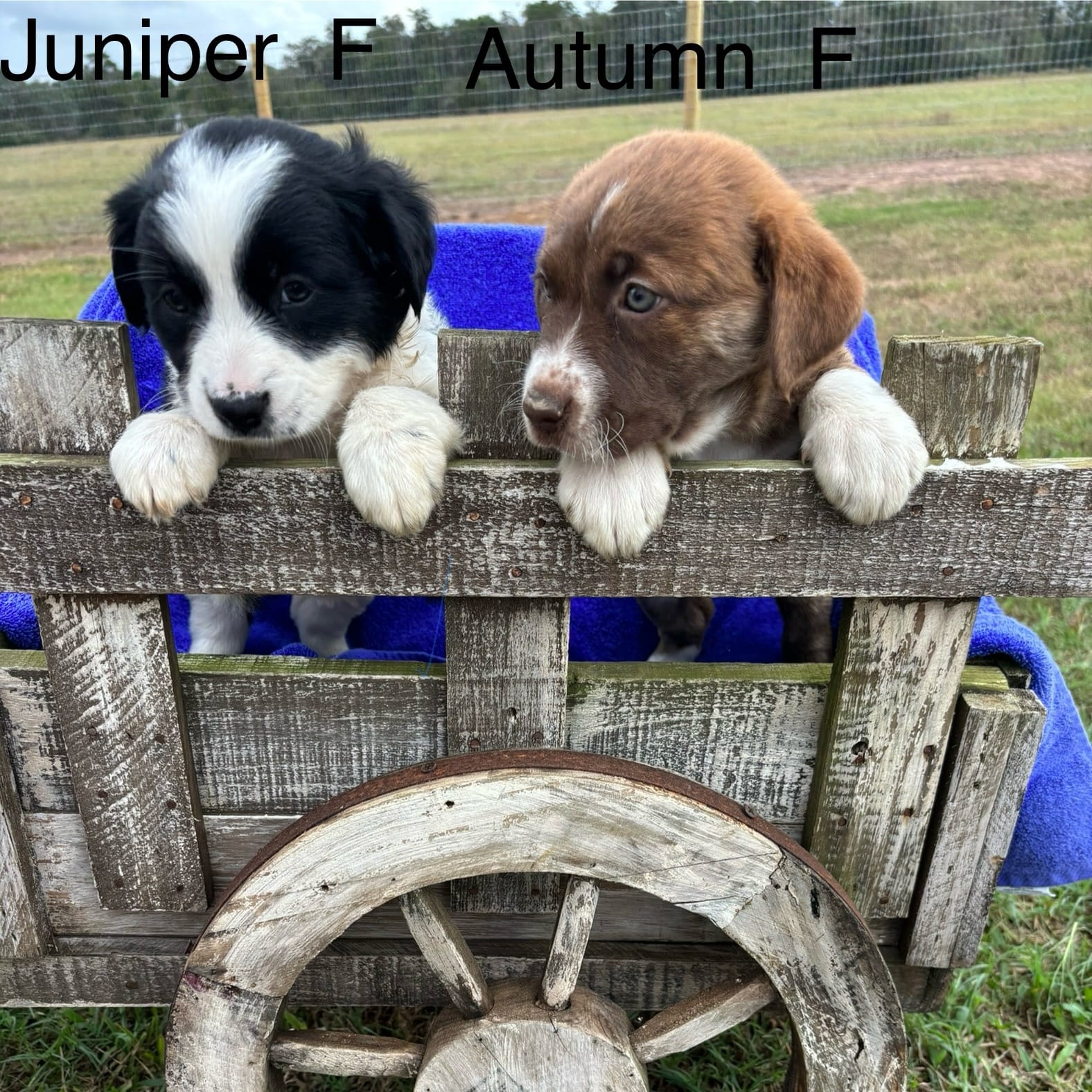 Adopt WILLOW'S WEEBLES (ALL 9 ADORABLE PUPPIES AVAILABLE SOON) Today ...