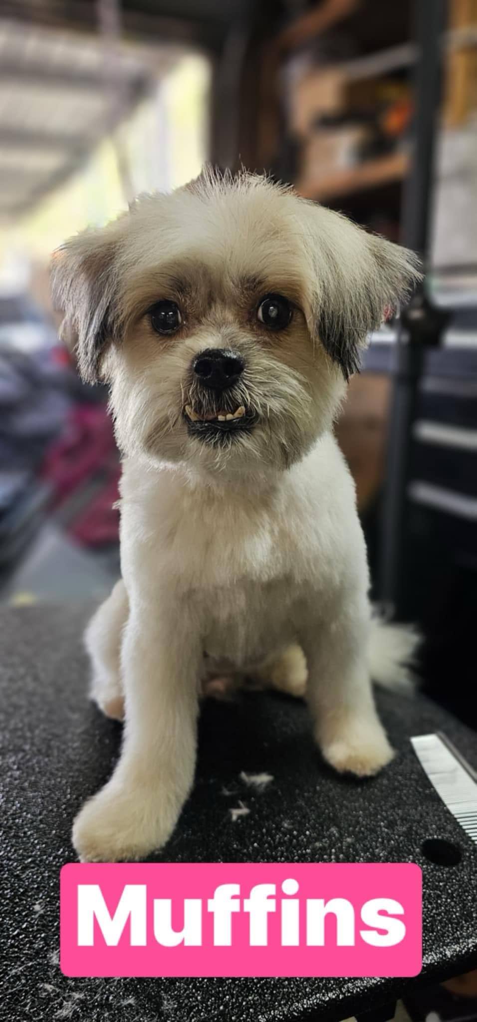 Adopt Muffins Today - Pets TheCountyOffice