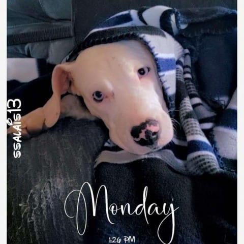 Adopt Maximillion Lewis Carrington IV Today - Find Paw Pal