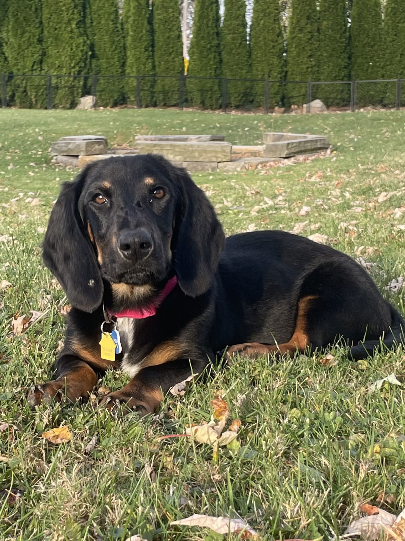 Adopt Hazel Today - Pets TheCountyOffice