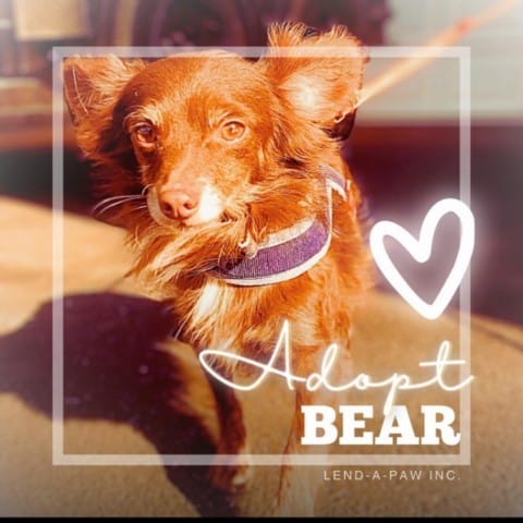Adopt Bear Today - Find Paw Pal