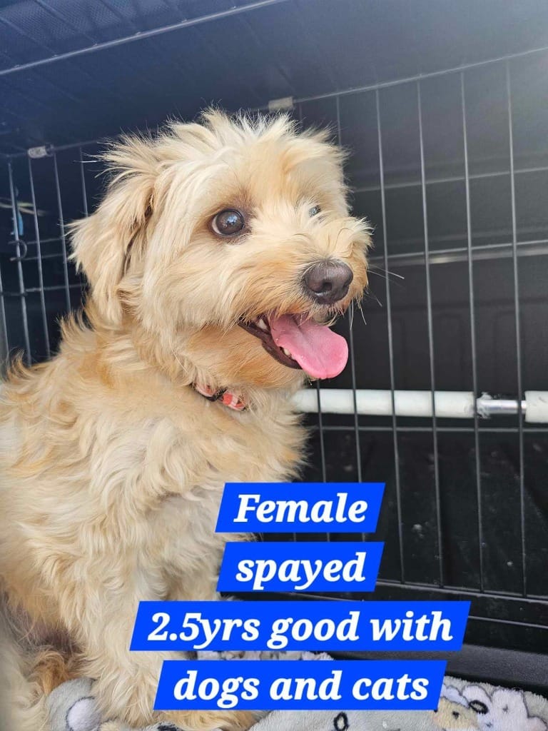 Adopt Lady Bug Today Find Paw Pal