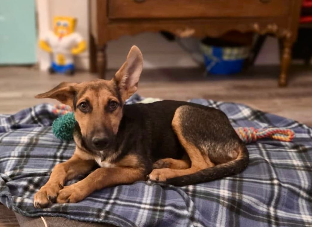 Adopt Maverick Today - Find Paw Pal