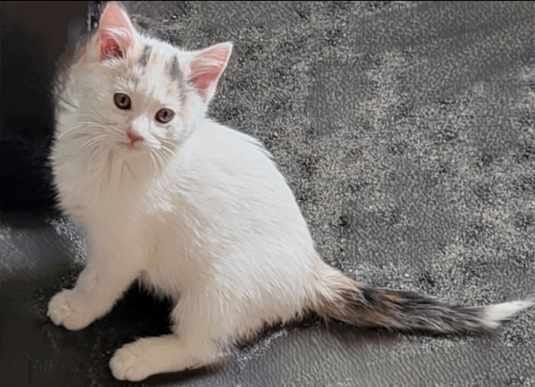 Adopt Stella - Affectionate snuggly playful kitten Today - Pets ...