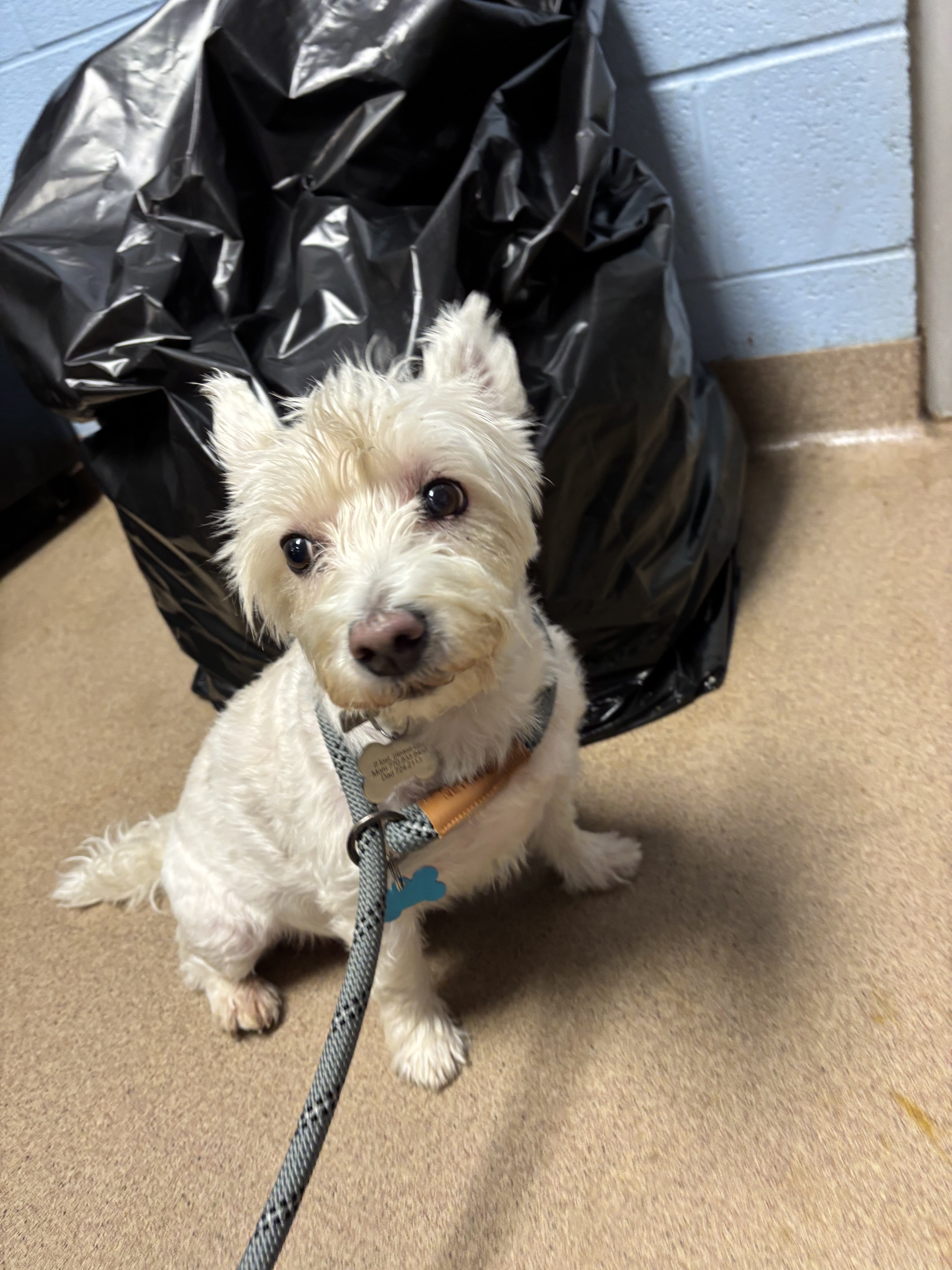 Adopt Bella Grace Today - Pets TheCountyOffice