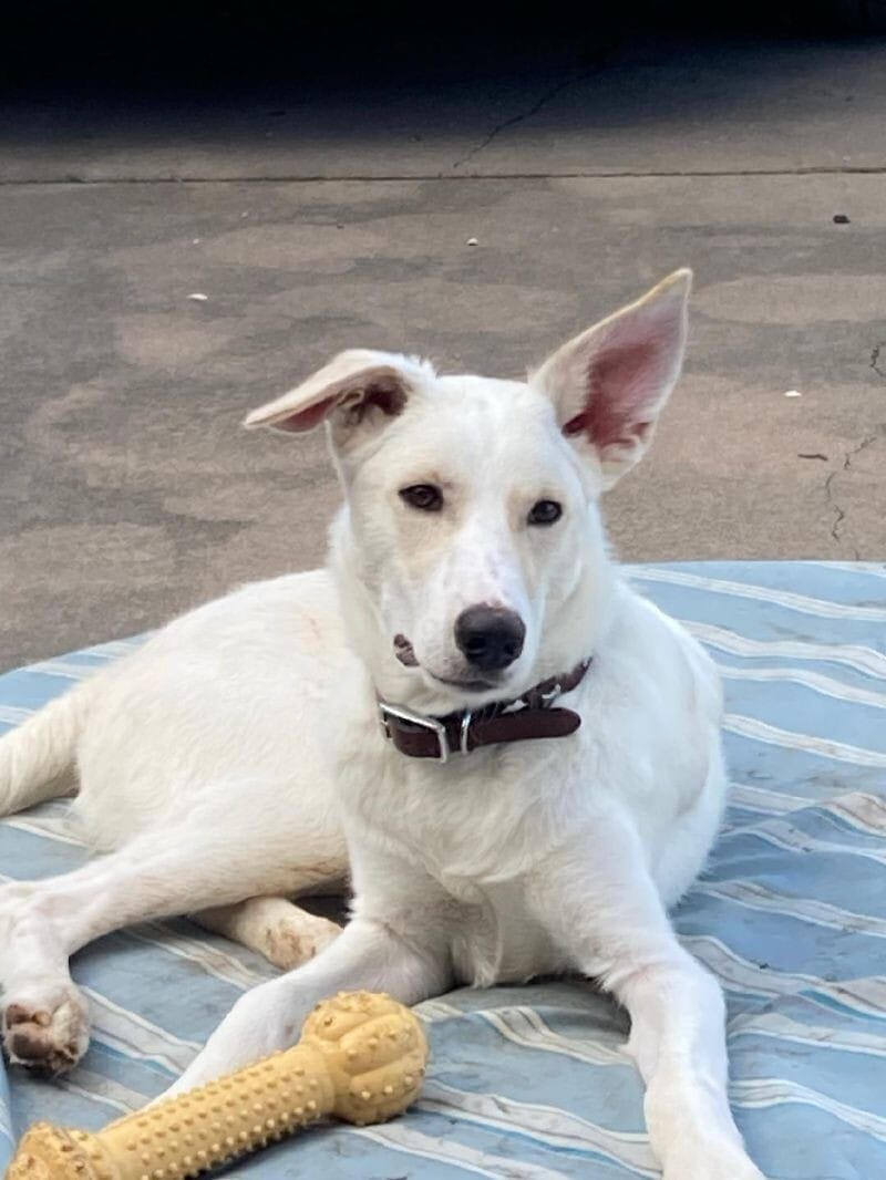 Adopt Kahlua Candy the Goofy Happy Dog Today - Find Paw Pal
