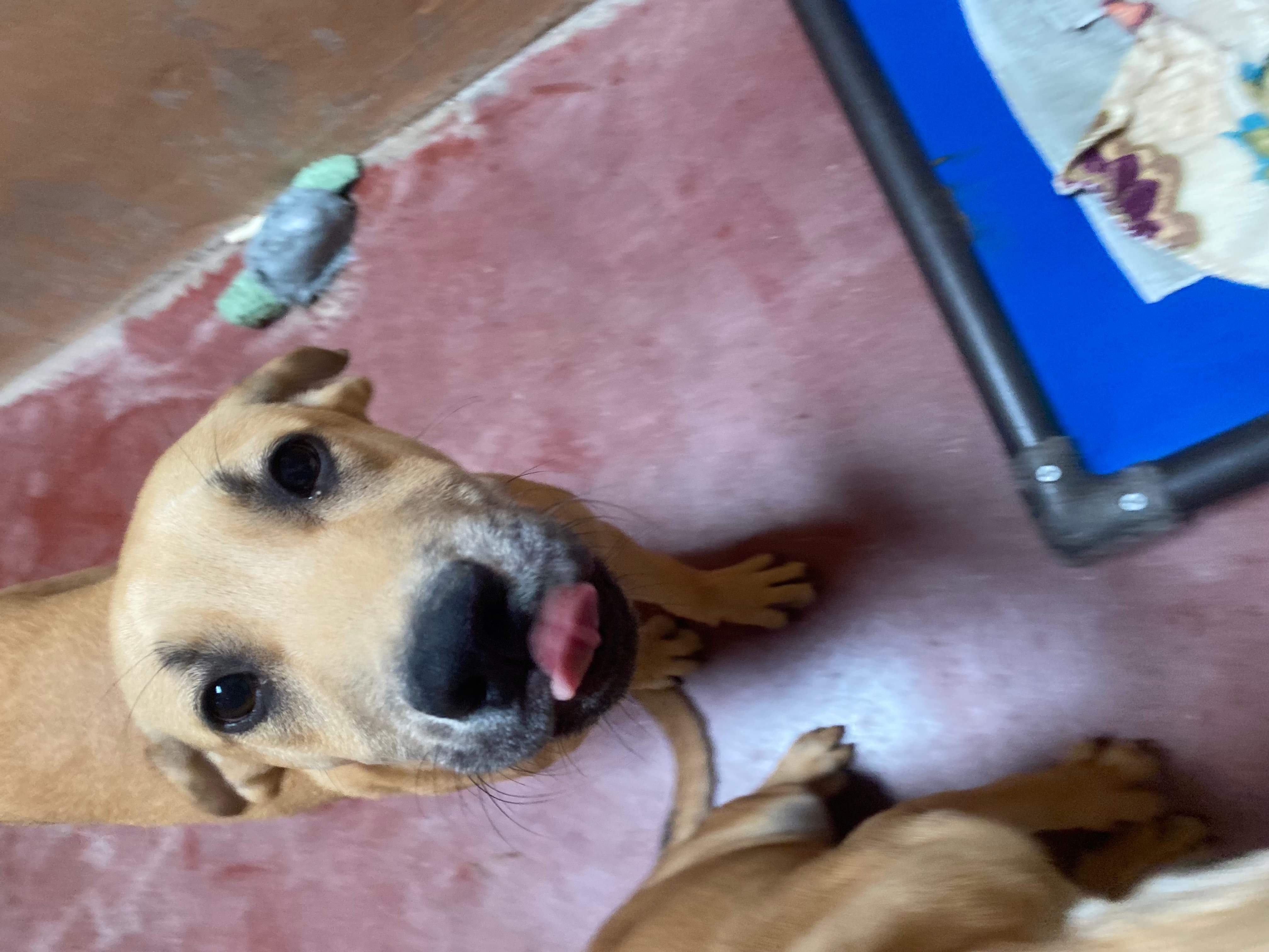 Adopt Pua Today - Find Paw Pal