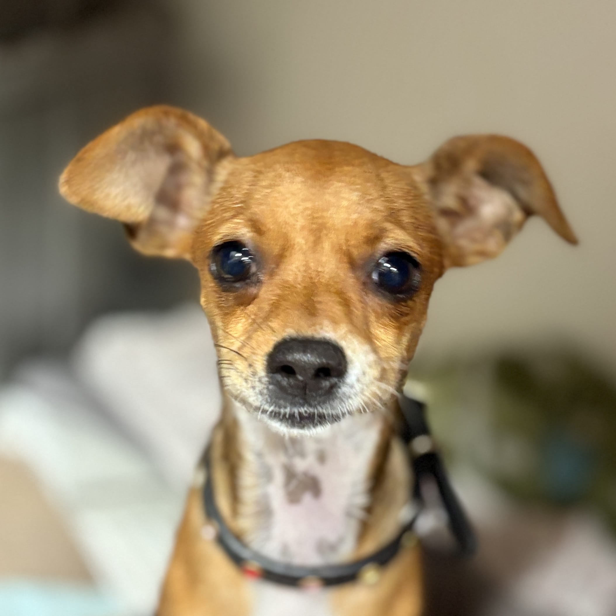 Adopt Lilo Today - Pets TheCountyOffice