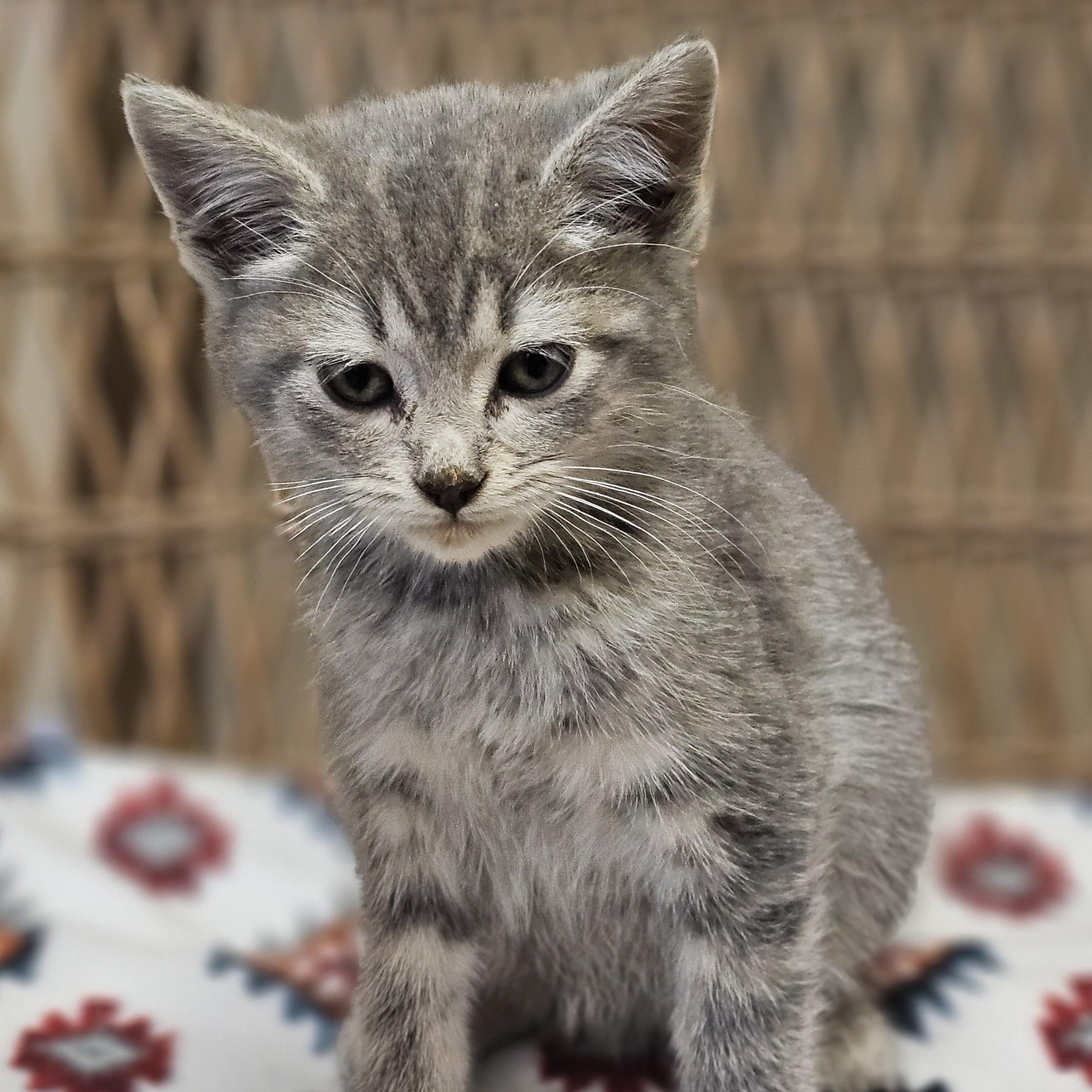 Adopt Bluey Today - Find Paw Pal