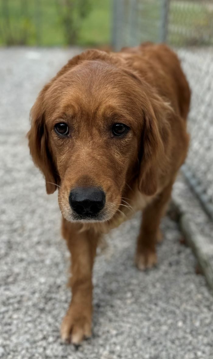 Adopt Cali Today - Find Paw Pal