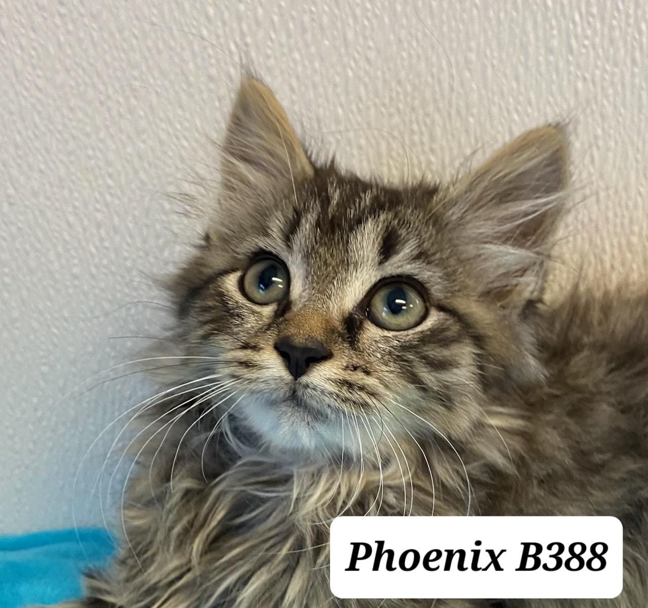 Adopt the Ideal Cat Near You - Find Paw Pal