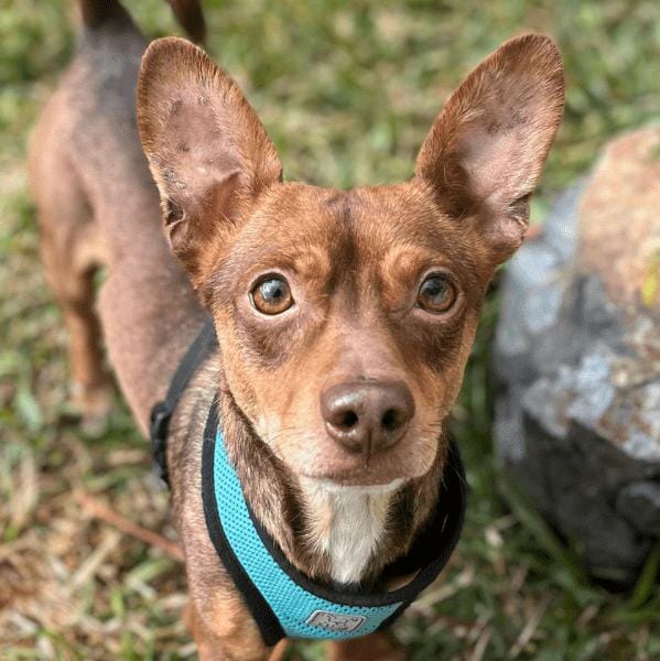 Adopt the Ideal Dog Near You - Find Paw Pal