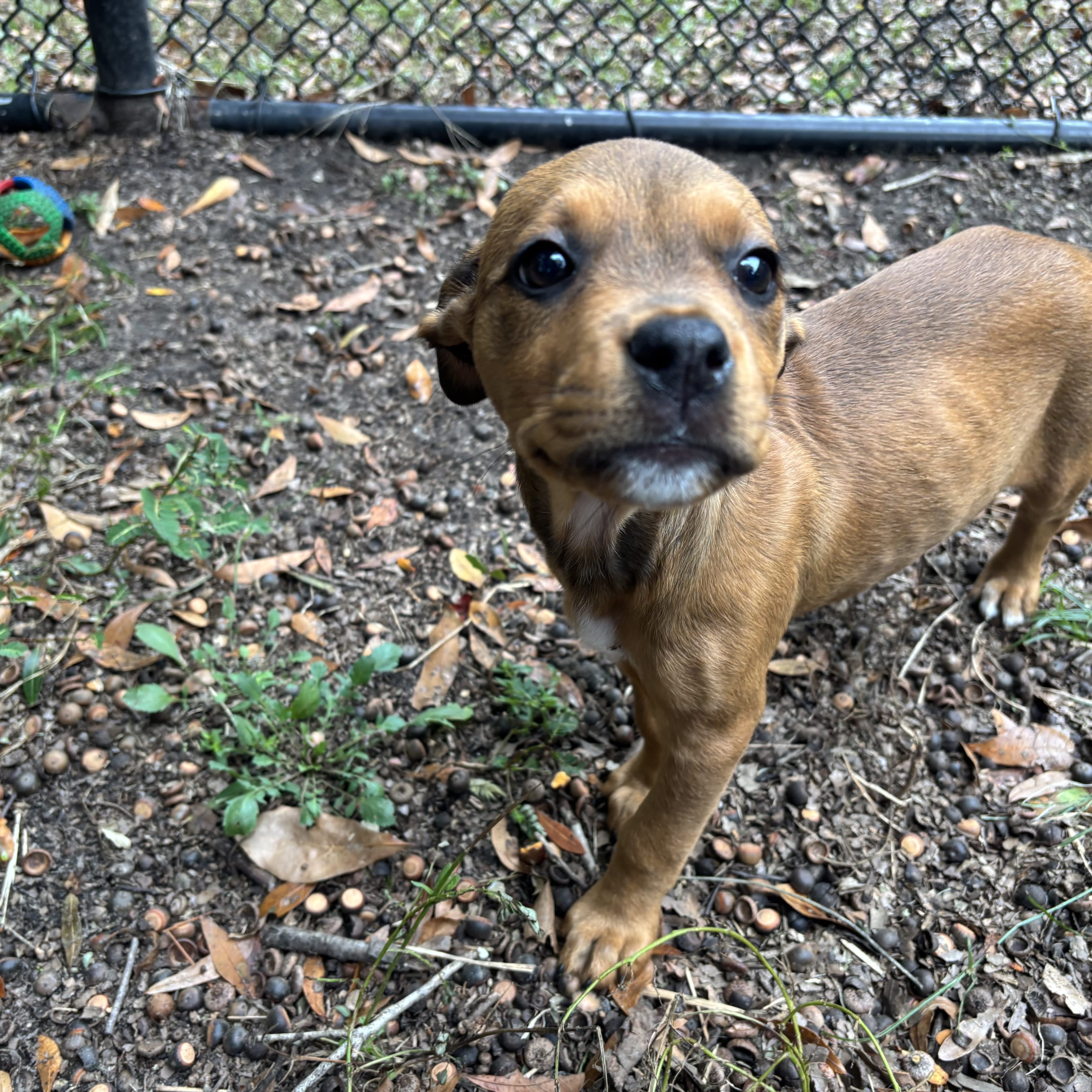 Adopt Zoe Today - Find Paw Pal