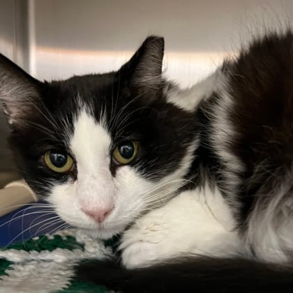 One-Stop Destination for Pet Adoption - Pets TheCountyOffice