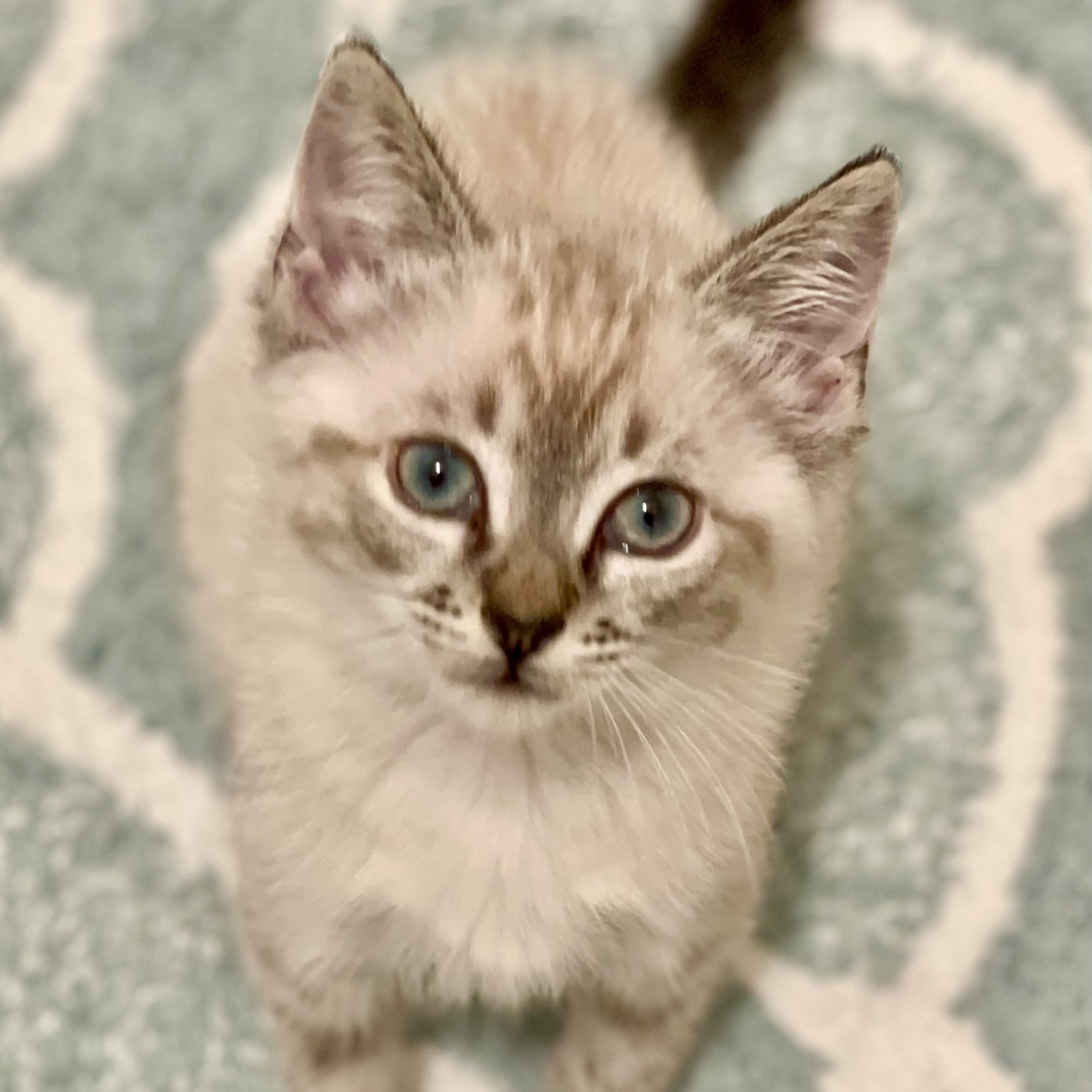 Adopt Polaris Today - Pets TheCountyOffice