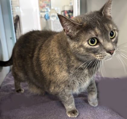 One-Stop Destination for Pet Adoption - Find Paw Pal