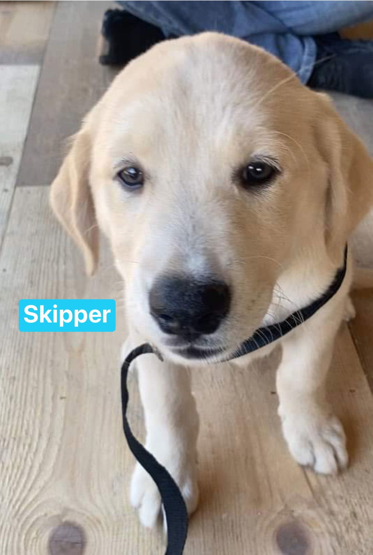 Adopt Skipper Today - Pets TheCountyOffice