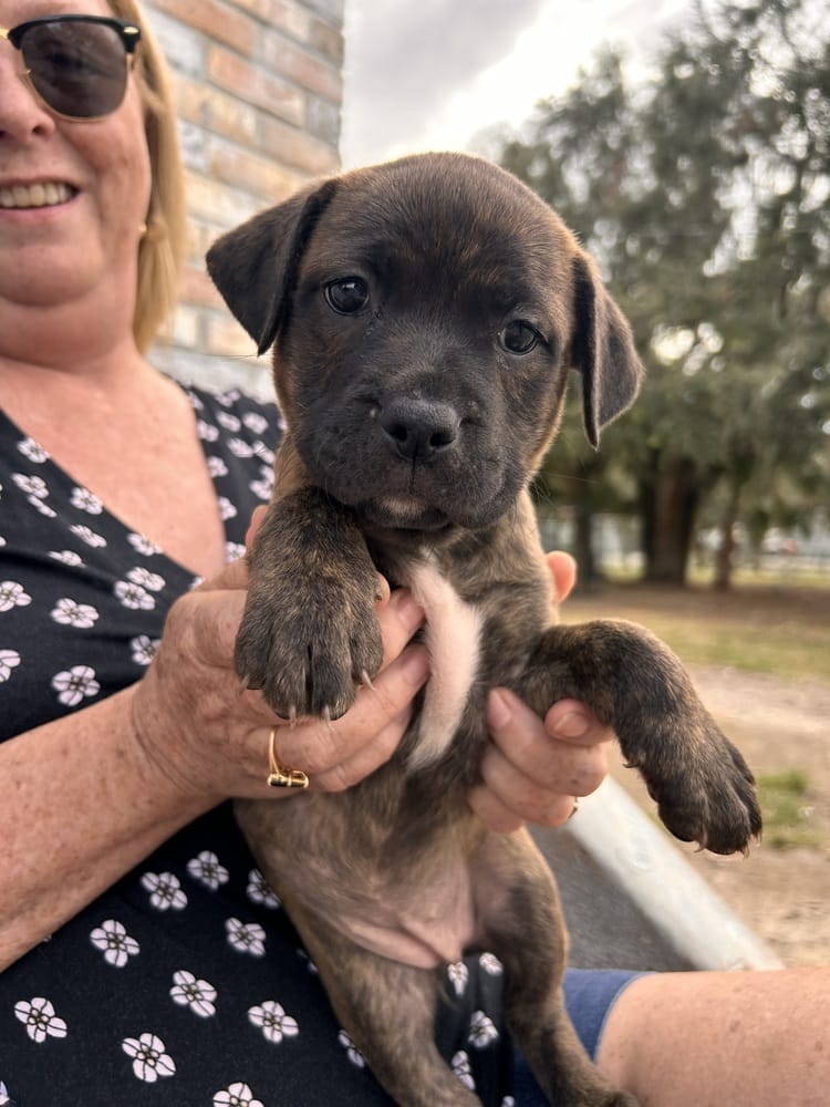 Adopt Mango Today - Pets TheCountyOffice