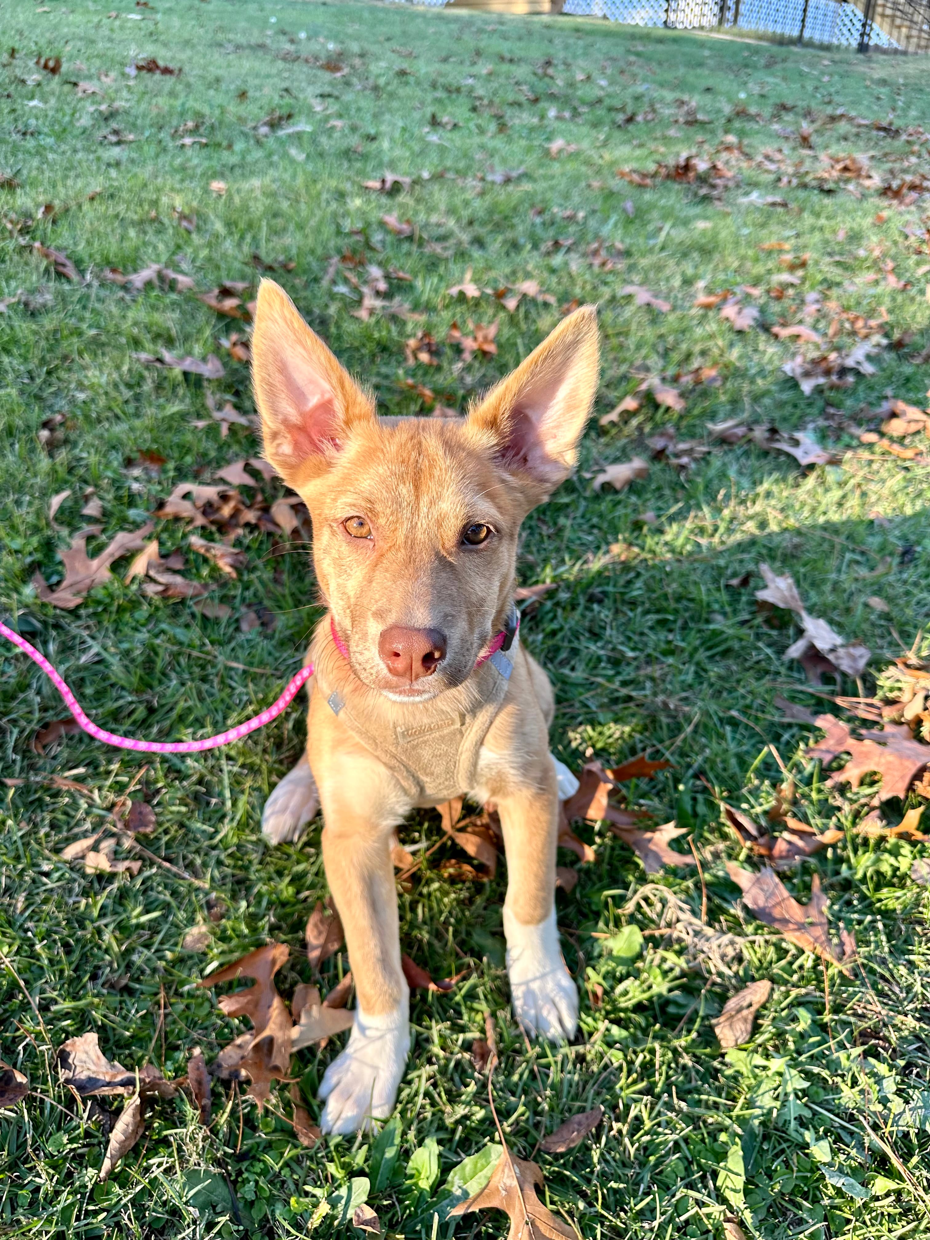 Adopt Jasmine Today - Pets TheCountyOffice