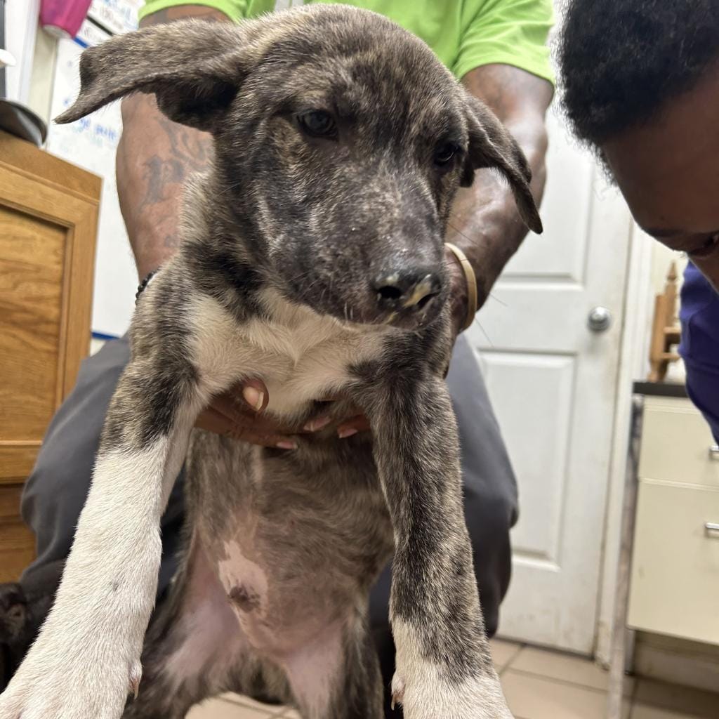 Adopt Miny Today - Pets TheCountyOffice