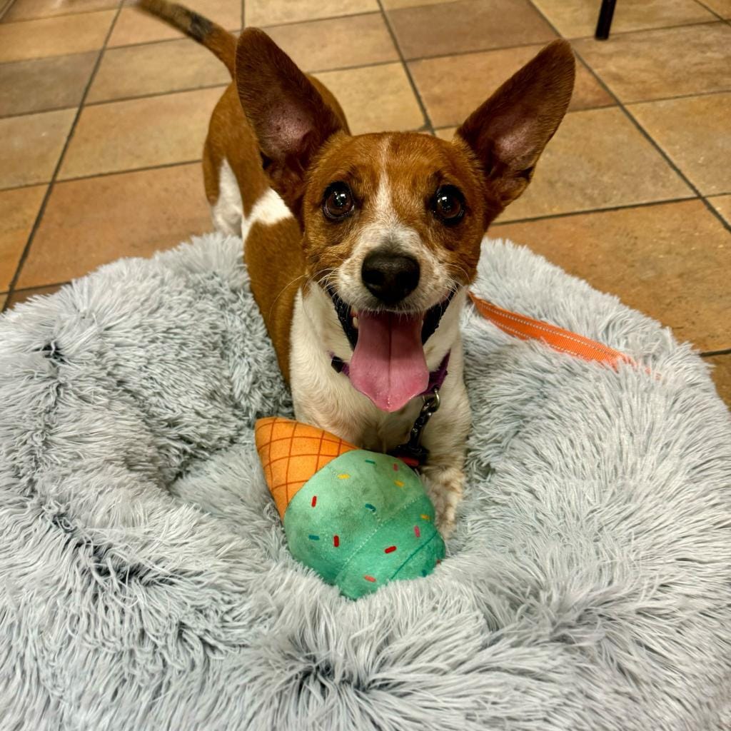 Adopt Checkers Today - Pets TheCountyOffice