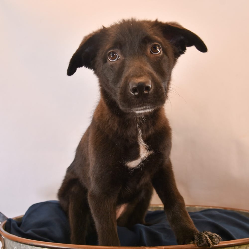 Adopt Brainy Bones - Grace Hopper Today - Find Paw Pal