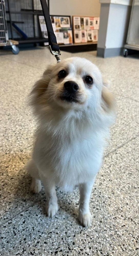 Adopt Layla / Leah ~ Today - Pets TheCountyOffice