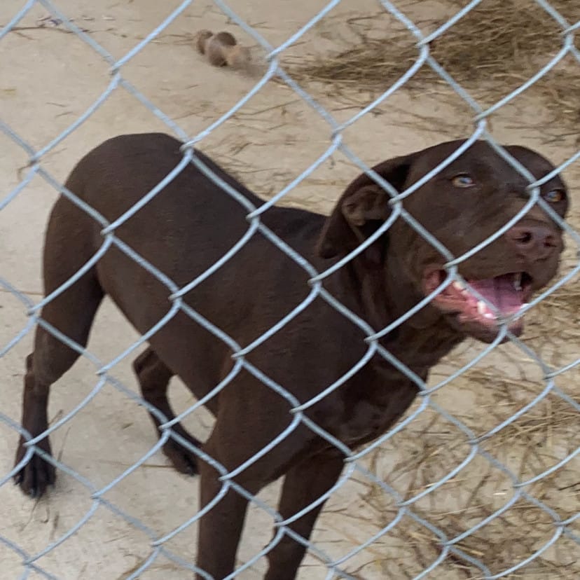 Adopt Cocoa Today - Pets TheCountyOffice