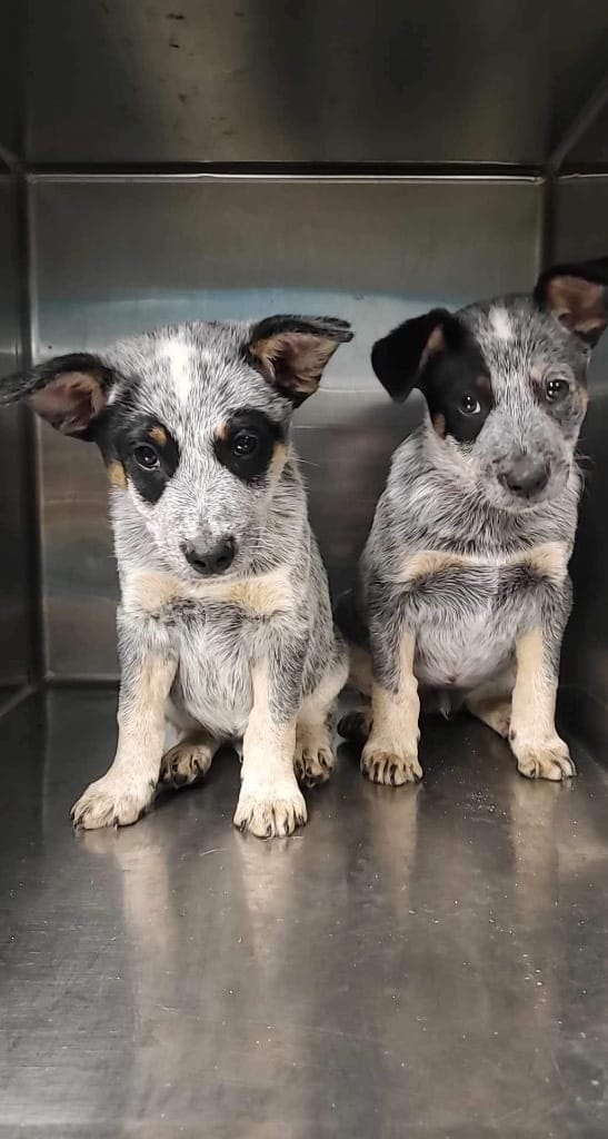 Adopt Panda Today - Find Paw Pal