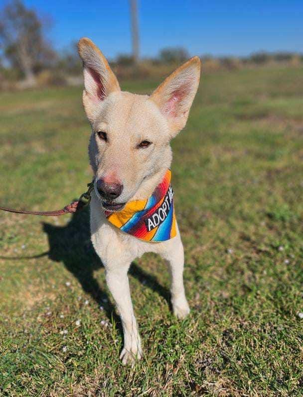 Adopt Dutch Today - Find Paw Pal