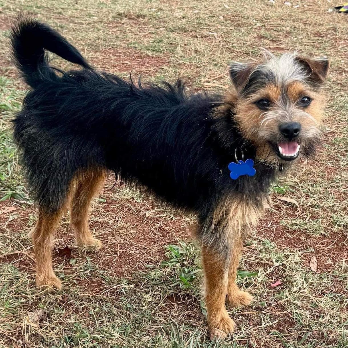 Adopt Tango Today - Pets TheCountyOffice