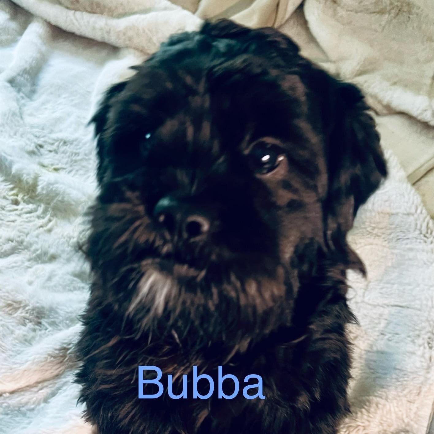 Adopt Bubba! Playful and friendly ! Today - Pets TheCountyOffice