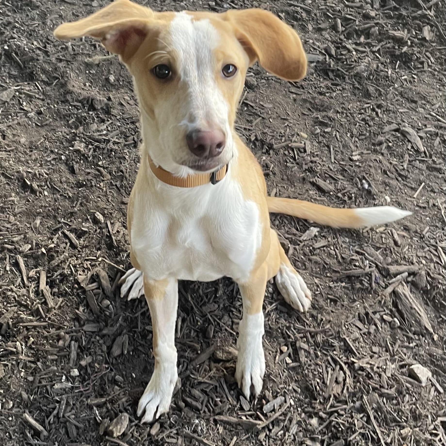 Adopt Sunshine Today - Pets TheCountyOffice