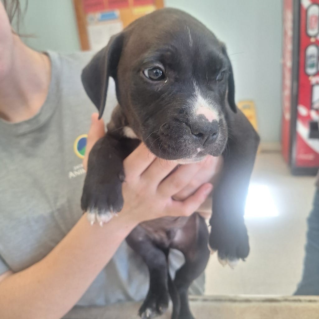 Adopt Carlos Today - Pets TheCountyOffice