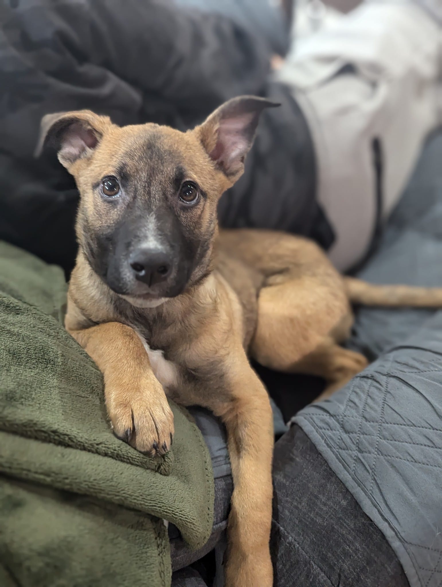 Adopt Penny the Shepherd Mix Puppy Today - Find Paw Pal