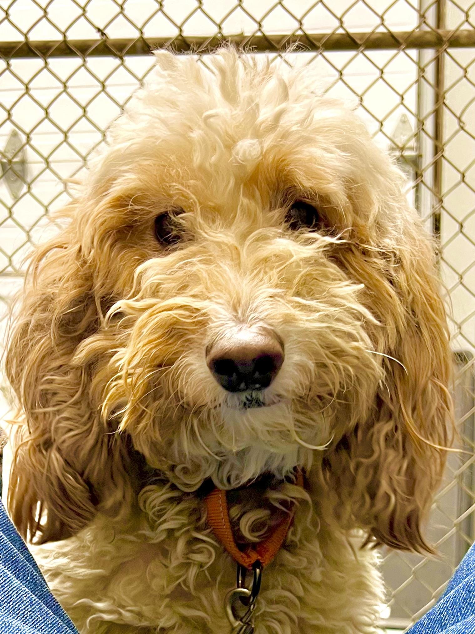 Adopt Owen Today - Pets TheCountyOffice