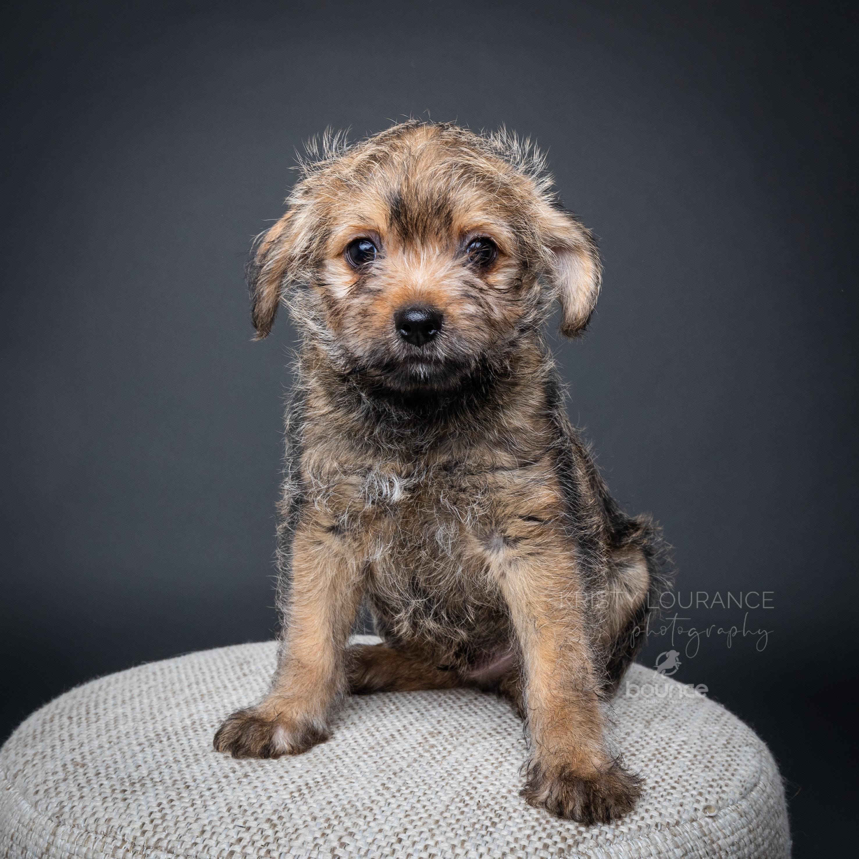 Adopt Barnes Today - Pets TheCountyOffice