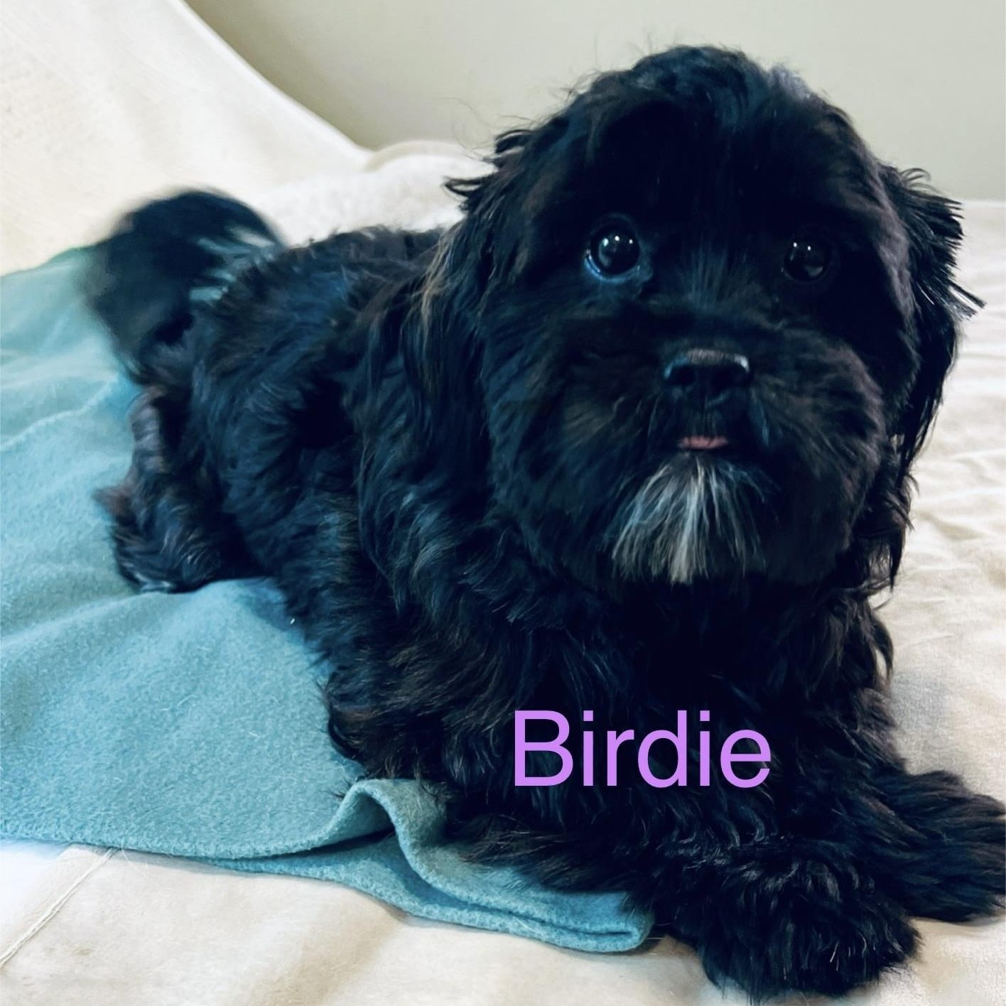 Adopt Birdie! Sweet and loving puppy! Today - Pets TheCountyOffice