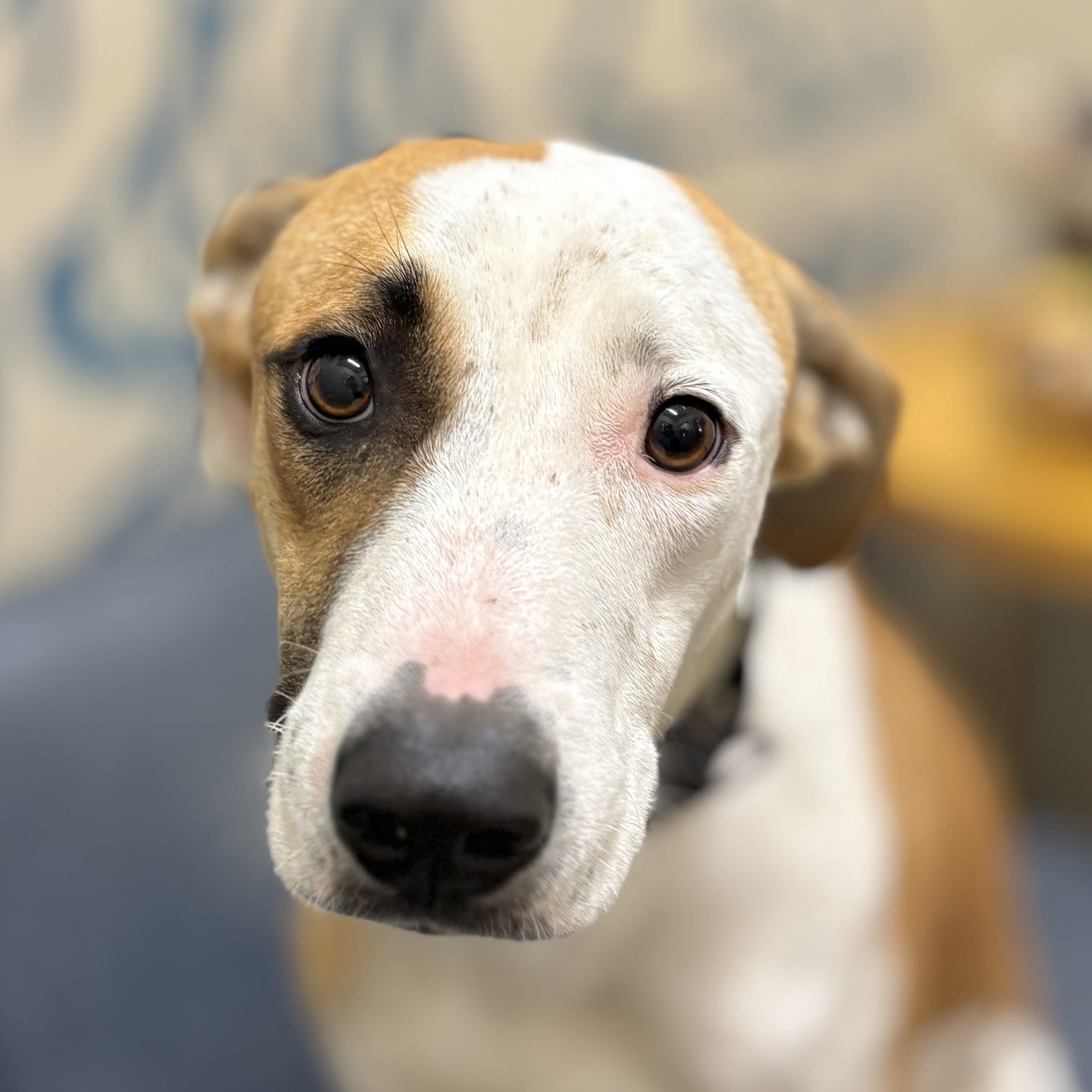 Adopt Frenchie Today - Pets TheCountyOffice