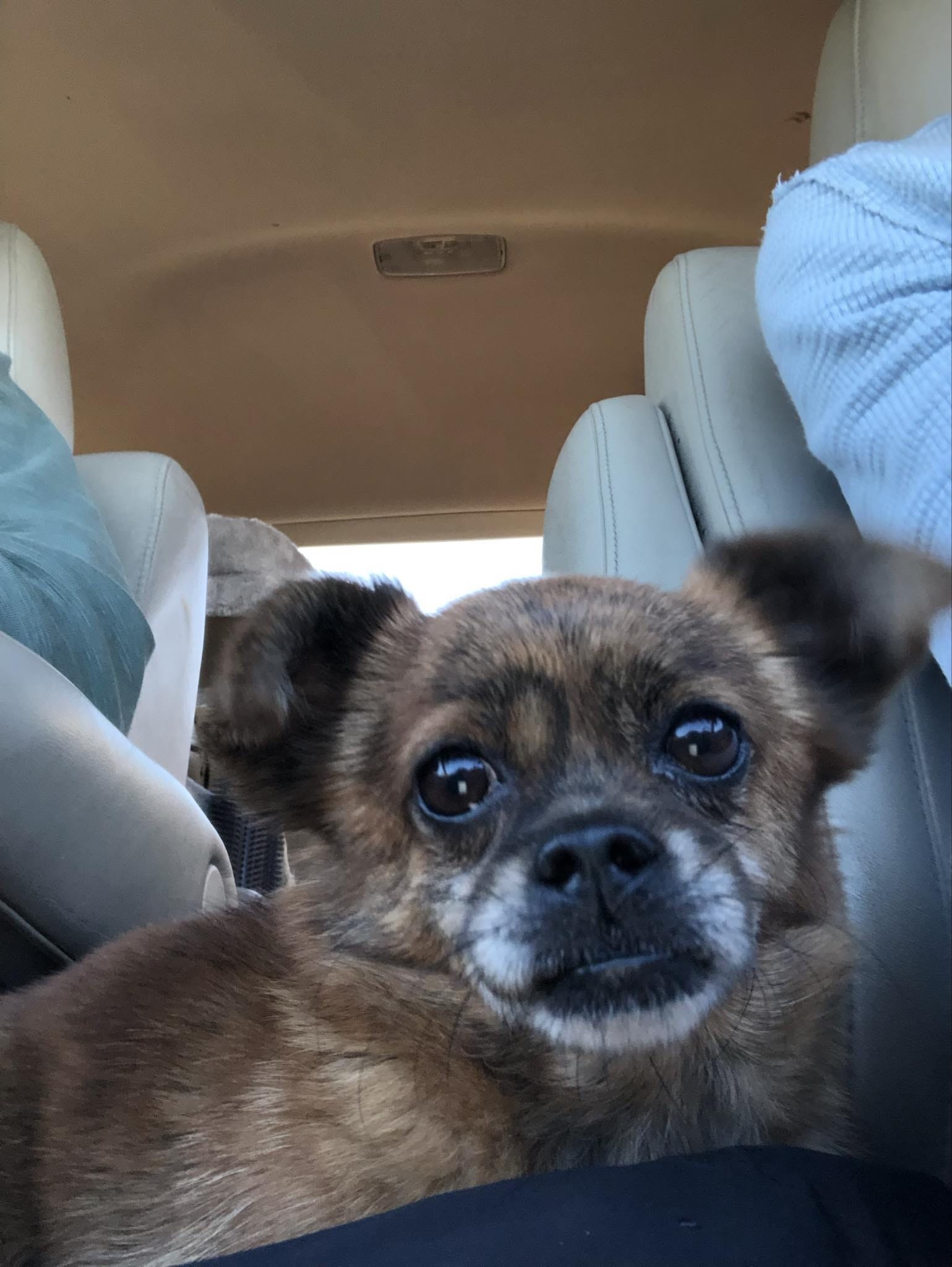 Adopt Pugly Today - Find Paw Pal