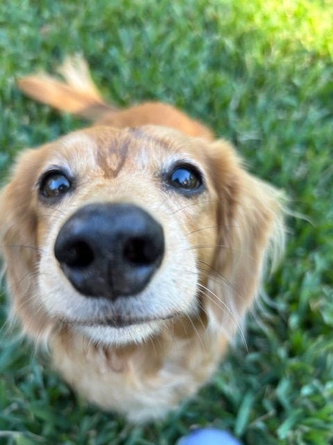 Adopt Hazel Today - Find Paw Pal