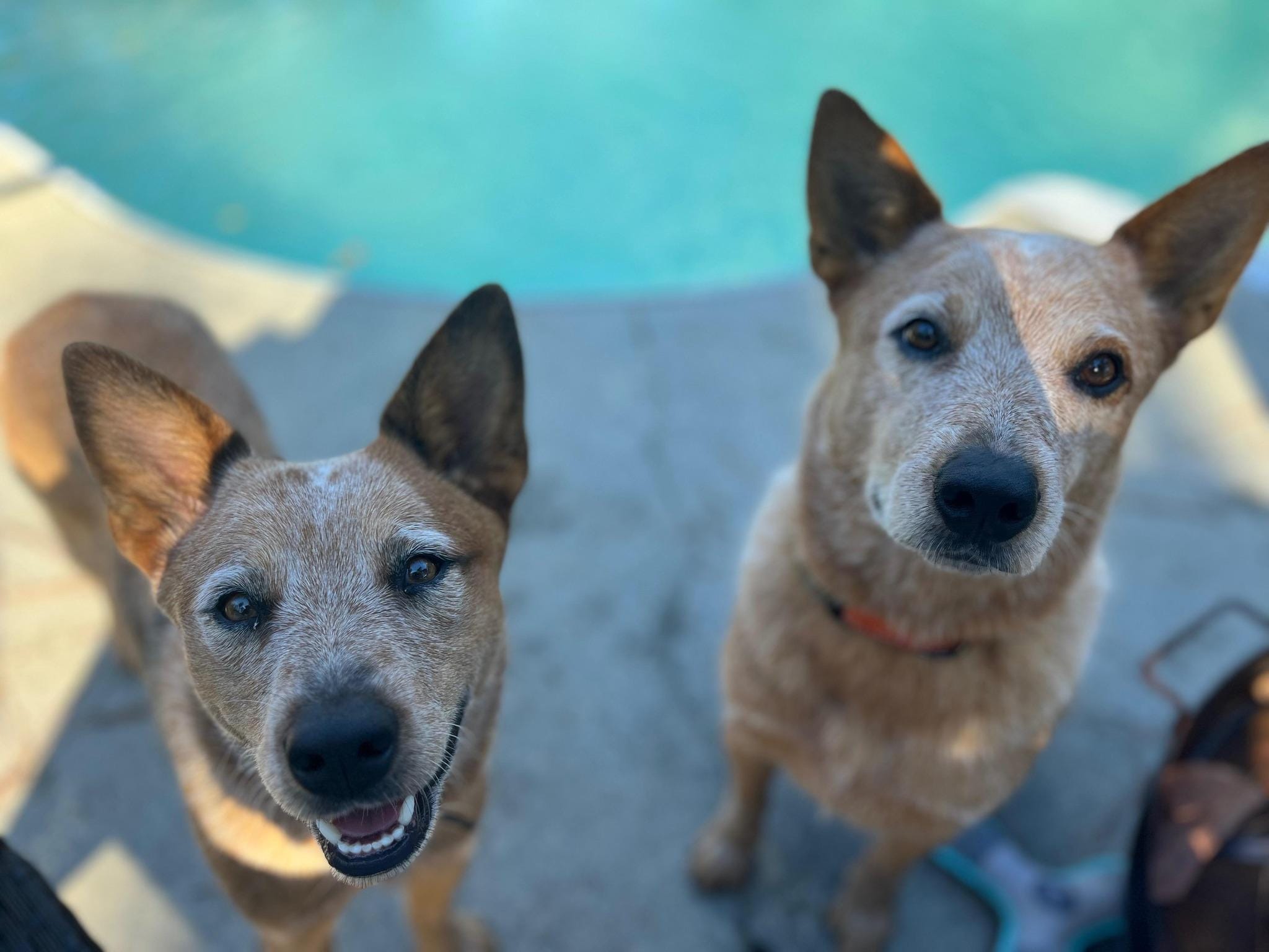 Adopt Jack & Jill (Bonded Red Heelers) Today - Find Paw Pal