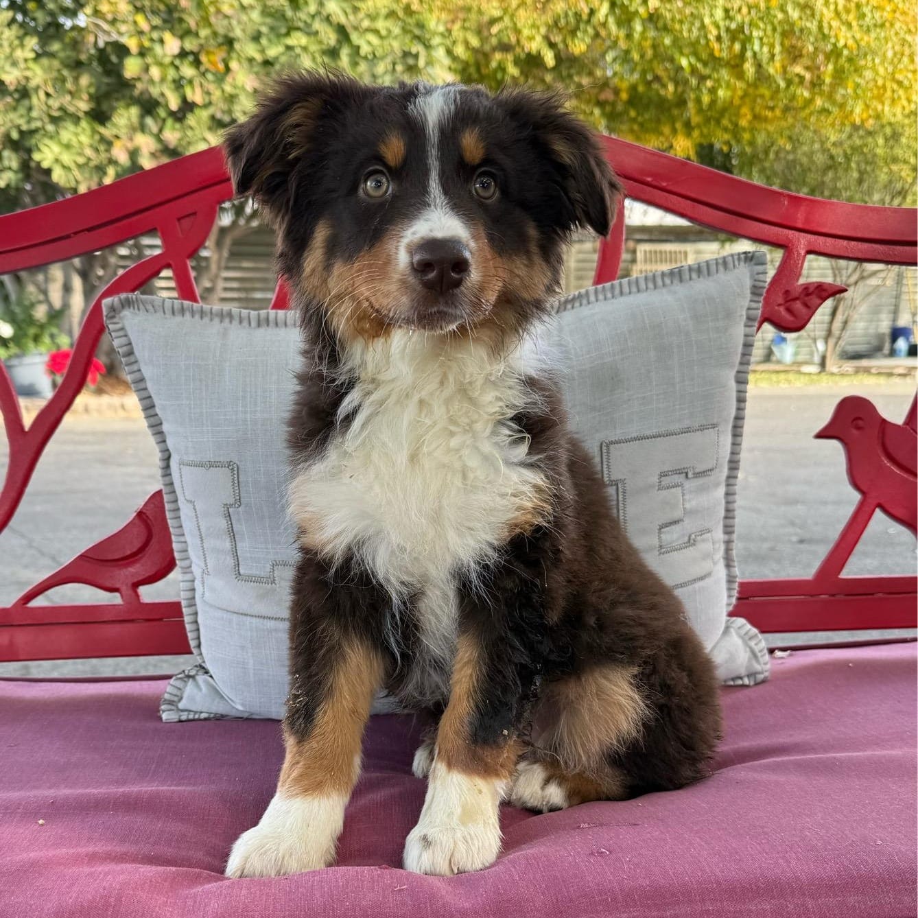Adopt Amanda Today - Find Paw Pal