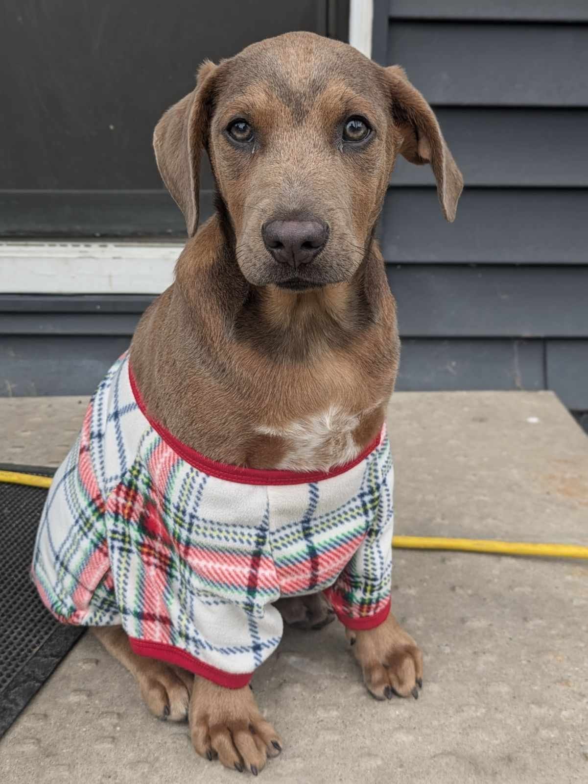 Adopt Mason Today - Find Paw Pal