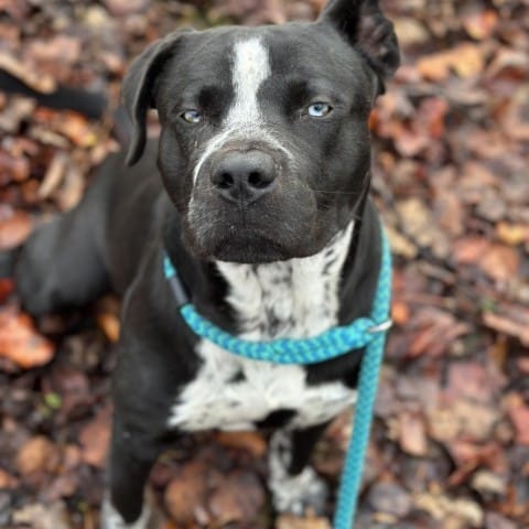 Adopt Bam Bam Bigelow Today - Pets TheCountyOffice