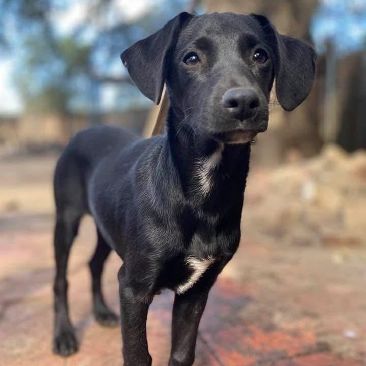 Adopt Licorish PC Today - Find Paw Pal